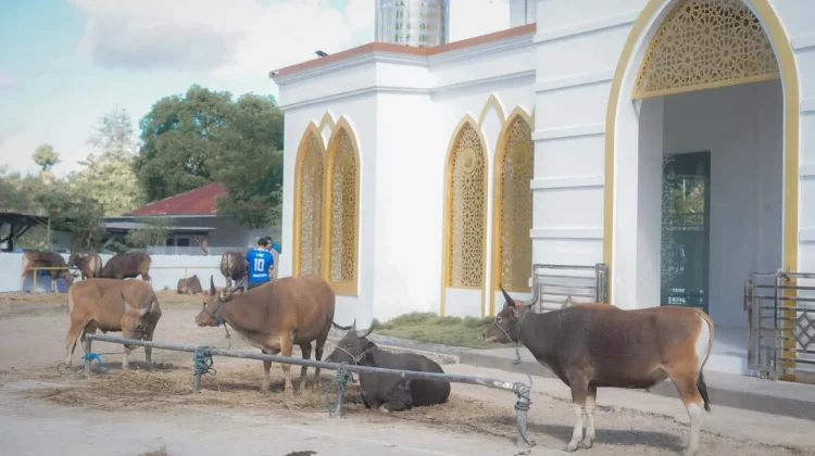 sapi dari PresidenJamaah Masjid Al-Ikhlas Halilulik Terima Sapi ...