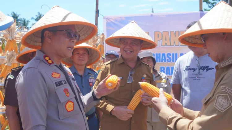 Moment Panen Jagung di Tanjung Merah Bitung - RRI.co.id