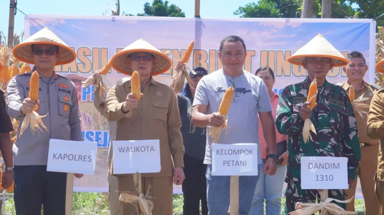 Moment Panen Jagung di Tanjung Merah Bitung - RRI.co.id