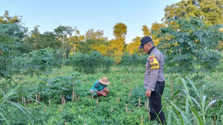 Bhabinkamtibmas Polsek Saronggi Pantau Lahan Pertanian Warga - RRI.co.id