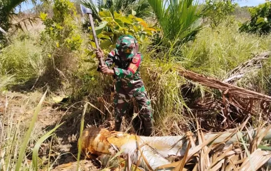 Lestarikan Kearifan Lokal, Babinsa Dampingi Pengolahan Sagu Tradisional ...