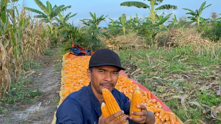 Hasil Panen Jagung Petani di Singkil Menggembirakan - RRI.co.id