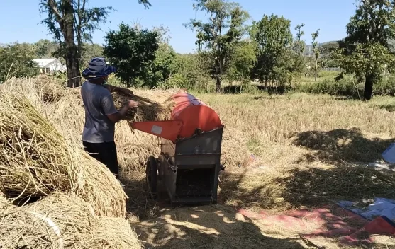 Bulog Pacu Penyerapan Gabah Petani Lokal Pandeglang - RRI.co.id