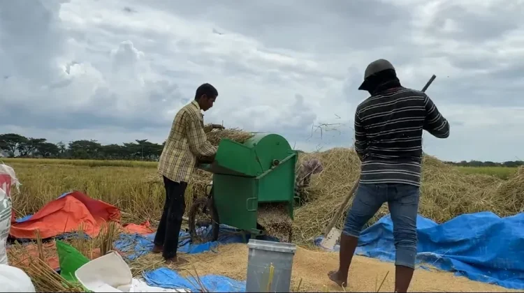 Rekor Baru! BULOG Serap Gabah-Beras Petani Tembus 3 Juta Ton - RRI.co.id