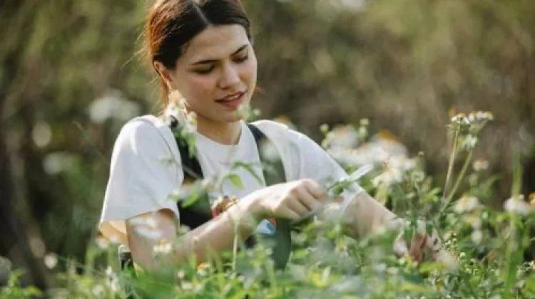 Tren "Urban Foraging": Mengenal Tanaman Pangan Liar di Lingkungan ...