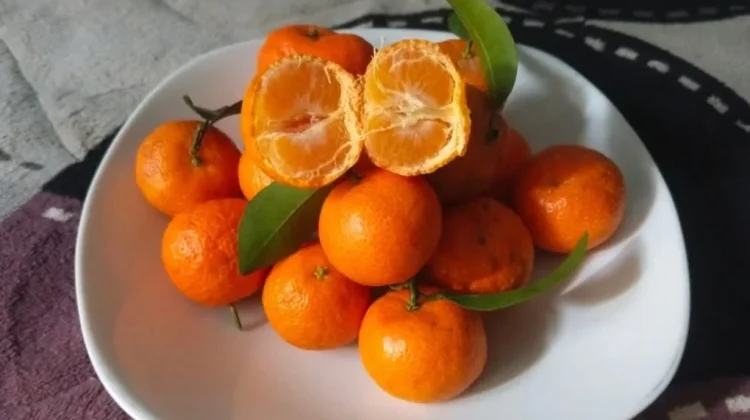 Sekilas Tentang Jeruk Wogan Mandarin - RRI.co.id