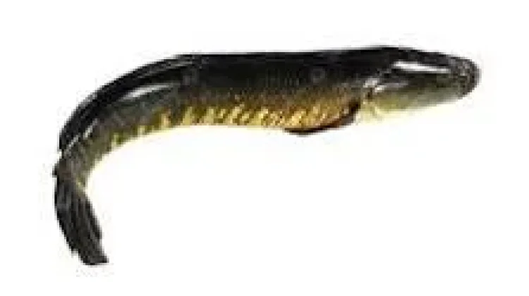 Manfaat Ikan Gabus untuk Kesehatan Tubuh - RRI.co.id