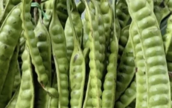 Pete : Lalapan dengan Aroma Kuat dan Khas - RRI.co.id