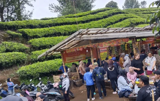 Kebun Teh Sukawana Tempat Bersantai dan Menikmati Kuliner - RRI.co.id