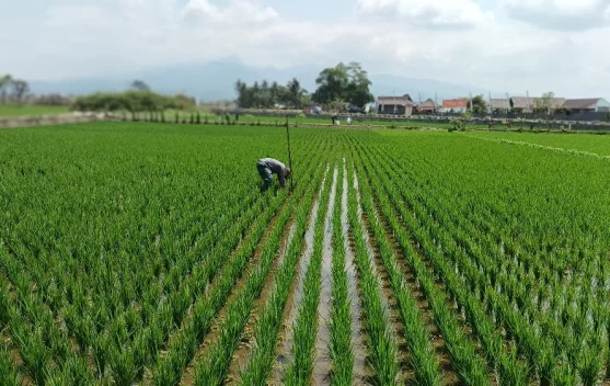 Memasuki Musim Tanam, Pasokan Beras ke Pedagang di Kota Tasikmalaya ...