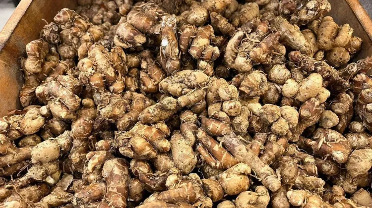 Musim Panen Kencur Bawa Berkah, Pendapatan Petani Baduy Naik Drastis ...
