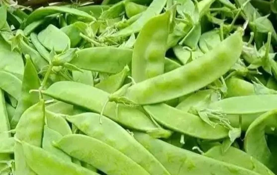 Kacang Kapri dan Manfaatnya untuk Kesehatan - RRI.co.id
