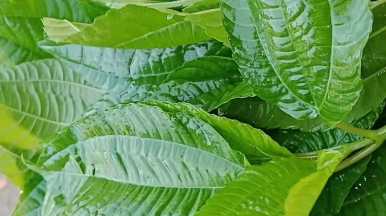 Daun Pohpohan, Lalapan Khas Indonesia Kaya Nutrisi dan Manfaat - RRI.co.id