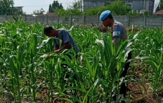 Cegah Gagal Panen, Polisi dan Petani Turun Langsung Basmi Ulat Jagung ...