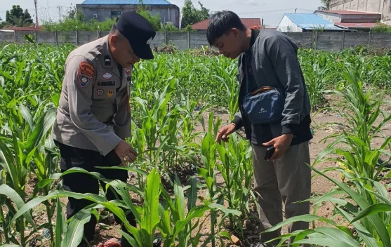 Jagung Terancam Hama, Polisi Salurkan Racun Ulat ke Petani - RRI.co.id