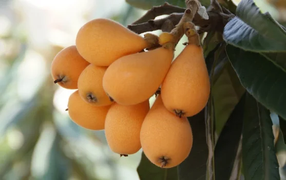 Mengenal Loquat untuk Kesehatan, Buah Kaya Antioksidan Alami - RRI.co.id