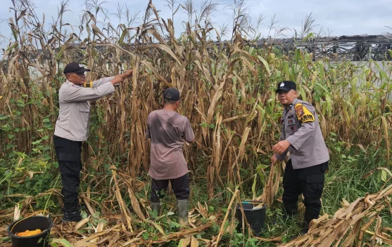 Polsek Pinggir Panen Jagung, Perkuat Ketahanan Pangan Nasional - RRI.co.id