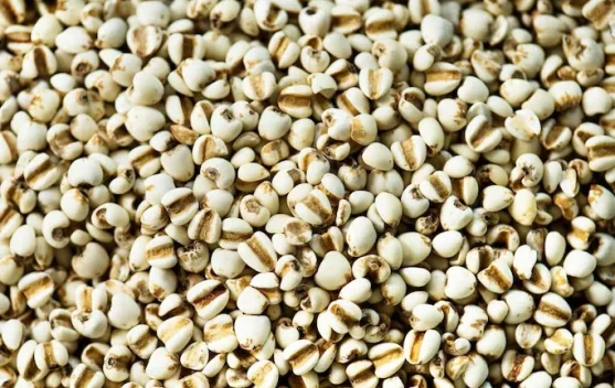 Jali, Superfood Kaya Serat yang Baik untuk Kesehatan - RRI.co.id