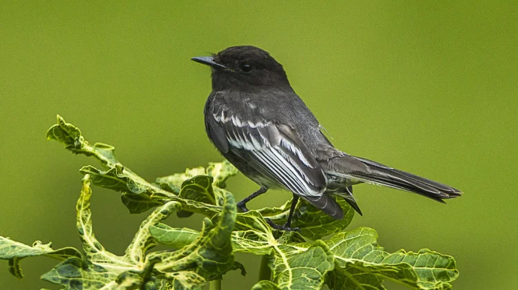 Si Hitam yang Setia: Menatap Konsistensi Black Phoebe Menjaga Rumah dan ...