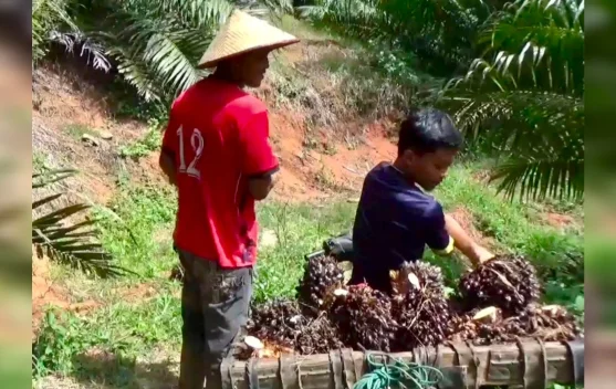 Pendaftaran Beasiswa SDM Sawit Resmi Ditutup - RRI.co.id