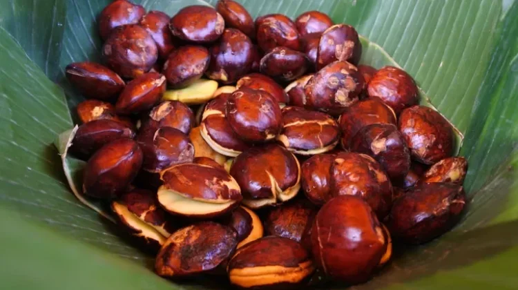Konsumsi Jengkol Berlebihan Picu Jengkolan, Kenali Gejala dan ...