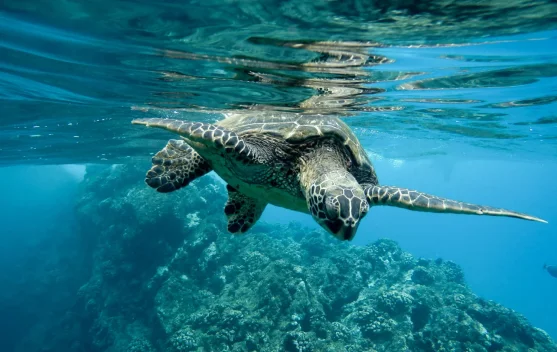 World Sea Turtle Day, Penyu Sang Penjaga Ekosistem Laut - RRI.co.id