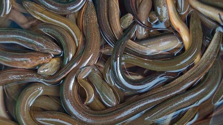 Samba Baluik Bapunjo Piladang Jadi Kuliner Khas Sumbar - RRI.co.id