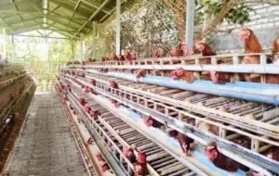 Modal Dana Desa, Peternakan Ayam di Kuningan Dongkrak Pangan Lokal ...