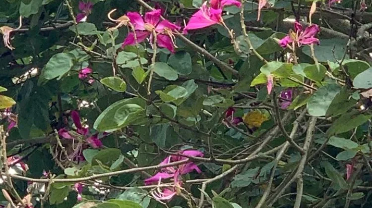 Daun Kupu-Kupu, Pohon Cantik dengan Daun Unik yang Menyejukkan ...