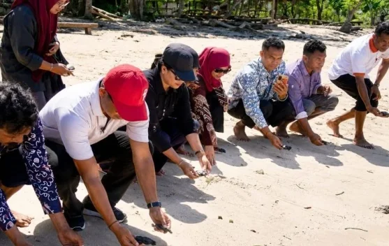 Pelepasan 250 Tukik Warnai Upaya Pelestarian Penyu Flores Timur - RRI.co.id