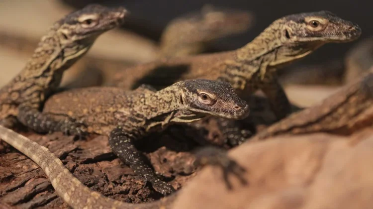 Young Komodo Dragon Rescued After Entering Residential Area in East ...