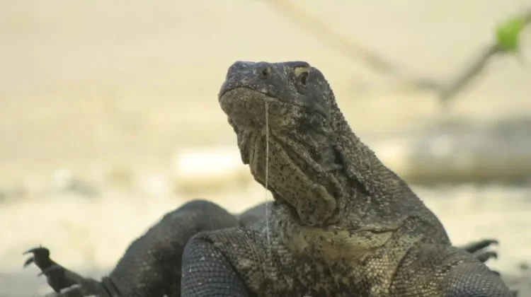 Police Dismantle International Ring Smuggling Komodo to Thailand - RRI ...