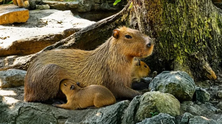 Semarang Zoo Welcomes Newborn Capybaras and Sitatunga - RRI.co.id