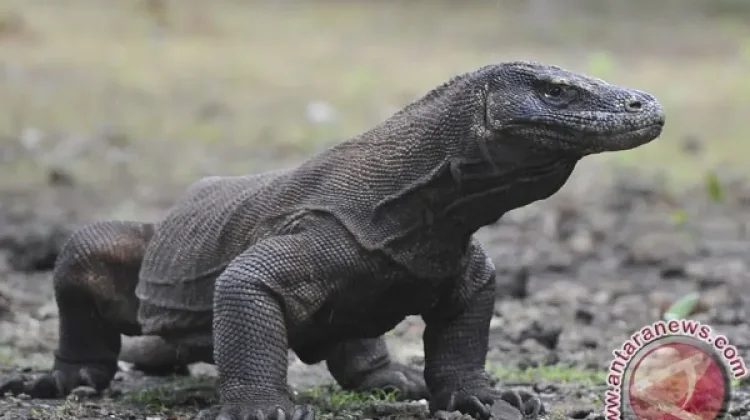 BRIN and NTT BBKSDA Launch Genetic Diversity Study on Komodo Dragons ...