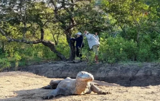 Indonesia and Japan Strengthen Komodo Conservation via Surabaya Zoo ...