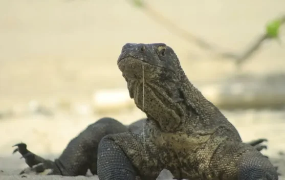 Police Dismantle International Ring Smuggling Komodo to Thailand - RRI ...