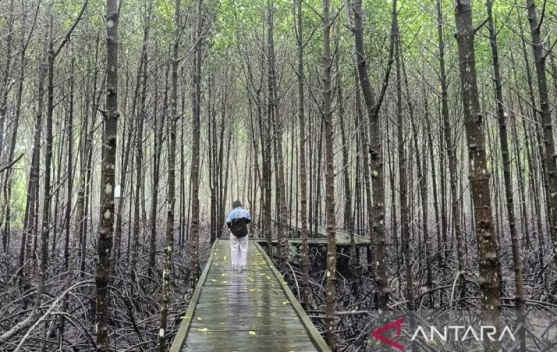 East Kalimantan Elevates Mangrove Conservation as Premier Tourism Draw ...