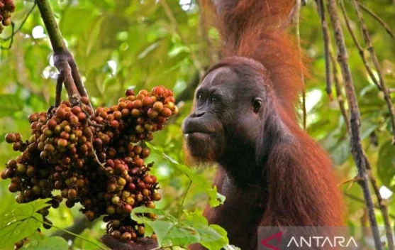 Exploring the Untamed Wilderness of Kutai National Park - RRI.co.id