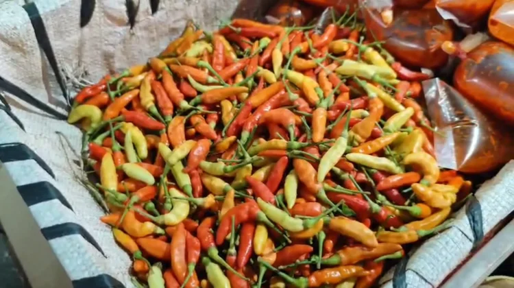 Pasokan Terbatas, Harga Cabai Rawit di Sanggau Melonjak - RRI.co.id