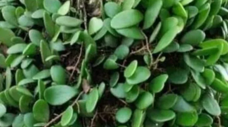 Manfaat Daun Sisik Naga untuk Kesehatan - RRI.co.id