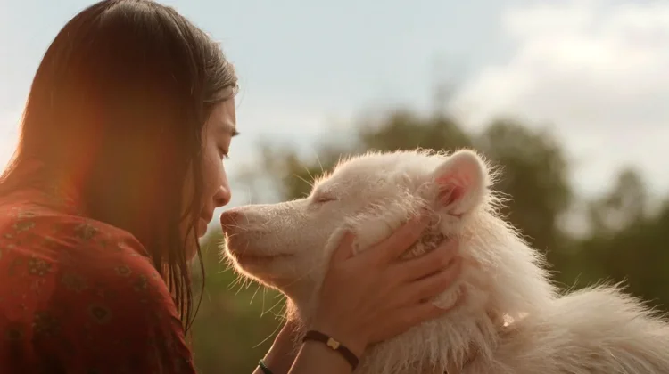 Film Thailand GOHAN (2026) Kisah Anjing Jalanan yang Menyentuh Hati ...