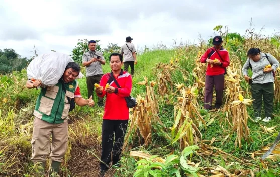 Panen Jagung Polisi di Sosok Hasilkan 7,2 Ton - RRI.co.id