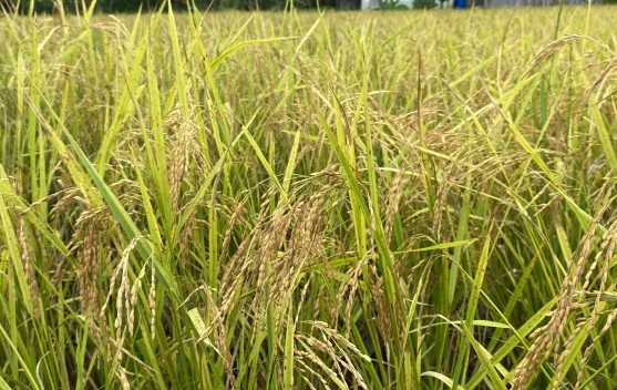 Dilanda Kemarau, Pemkab Sanggau Klaim Stok Beras Aman - RRI.co.id