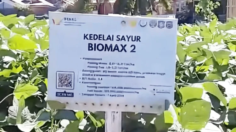 Edamame Berpotensi Dikembangkan di Gorontalo, Panen Lebih Cepat di ...