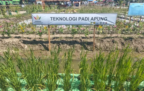 Teknologi Padi Apung jadi Solusi Sawah Rawan Banjir di Gorontalo - RRI ...