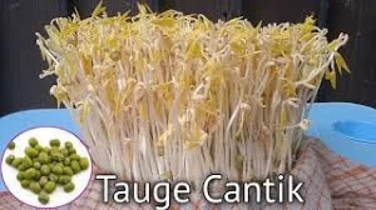 Bisnis Toge Kacang Hijau Organik Peluang Usaha Mikro - RRI.co.id