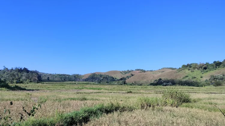 Andalkan Air Hujan, Ribuan Hektare Persawahan Hanya Satu Kali Panen ...