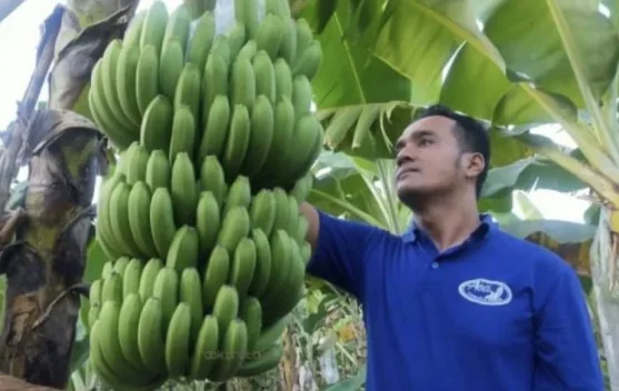 Dari Kalirejo, Pisang Lokal Dukung Program MBG - RRI.co.id
