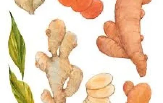 Ramuan Herbal Nusantara Diyakini Bantu Tingkatkan Imunitas - RRI.co.id