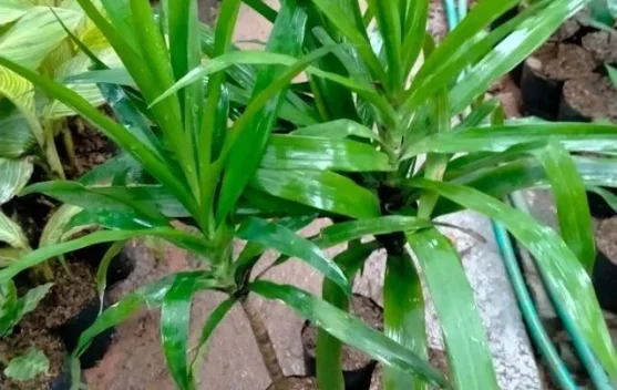 Daun Suji, Pewarna Alami dengan Segudang Manfaat - RRI.co.id
